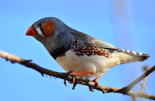 The Finch's Song - Literary Heist